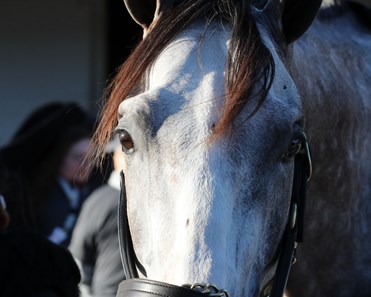 Tapit Trice - Horse Profile - BloodHorse