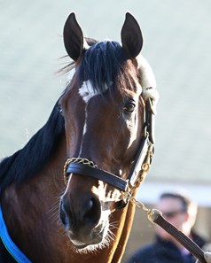 Raise Cain - Horse Profile - BloodHorse