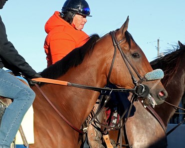 Practical Move - Horse Profile - BloodHorse