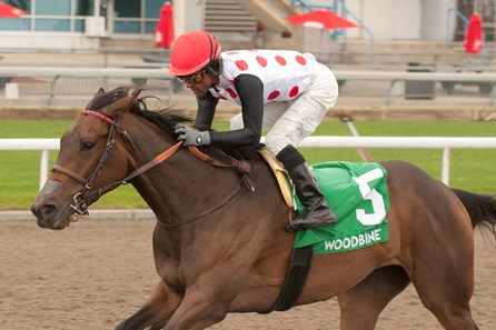 Ryder Ryder Ryder - Horse Profile - BloodHorse