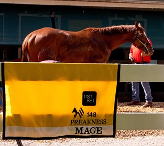 Mage - Horse Profile - BloodHorse