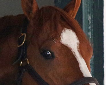 Mage - Horse Profile - BloodHorse