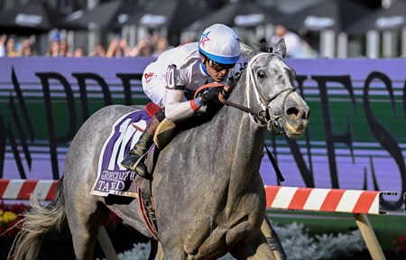 Taxed - Horse Profile - BloodHorse