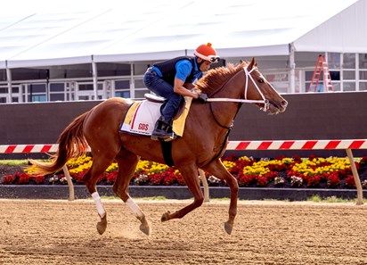 Mage - Horse Profile - BloodHorse