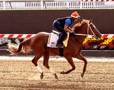 Mage - Horse Profile - BloodHorse