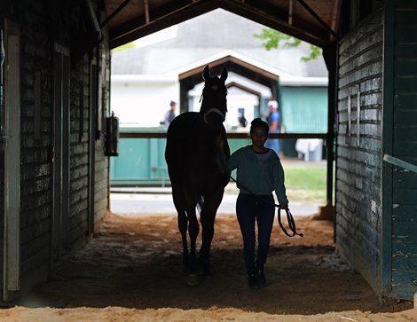 HISA, HIWU Complicating Equine Care - BloodHorse