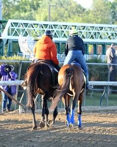 Practical Move - Horse Profile - BloodHorse
