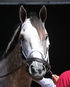 Tapit Trice - Horse Profile - BloodHorse