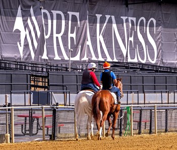 Mage - Horse Profile - BloodHorse