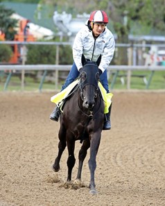Mandarin Hero (JPN) - Horse Profile - BloodHorse