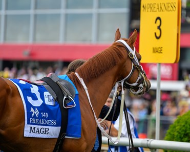 Mage - Horse Profile - BloodHorse