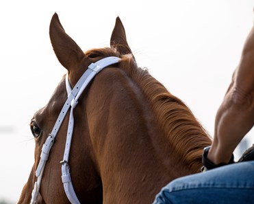 Mage - Horse Profile - BloodHorse