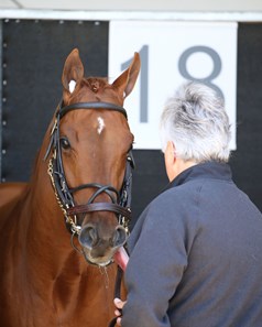 Disarm - Horse Profile - BloodHorse