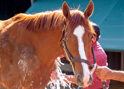 Mage - Horse Profile - BloodHorse