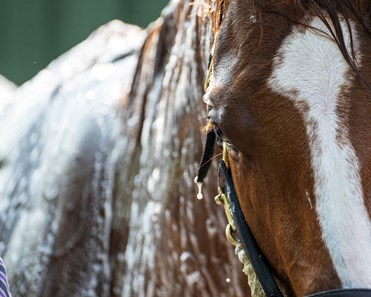Mage - Horse Profile - BloodHorse