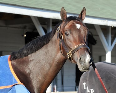 Forte - Horse Profile - BloodHorse