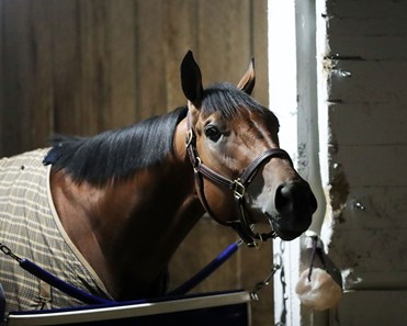 Practical Move - Horse Profile - BloodHorse