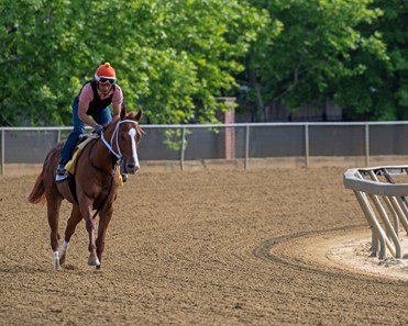 Mage - Horse Profile - BloodHorse