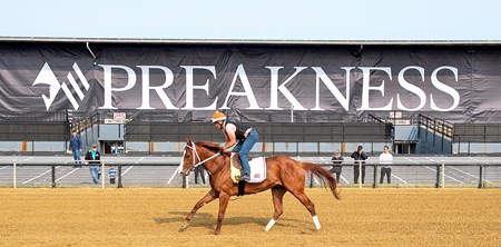 Mage - Horse Profile - BloodHorse