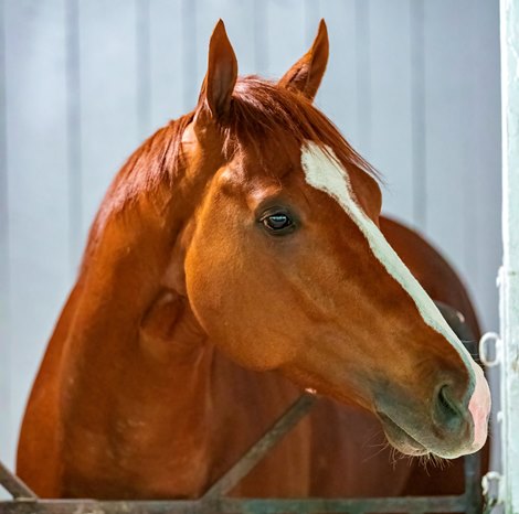 Mage, Cody's Wish Join World's Best Racehorse Rankings - BloodHorse