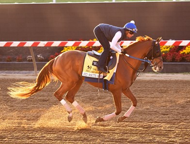 Red Route One - Horse Profile - BloodHorse