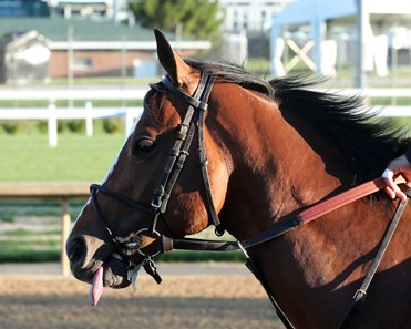 Cyclone Mischief - Horse Profile - BloodHorse