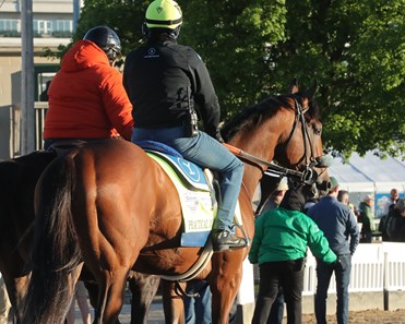 Practical Move - Horse Profile - BloodHorse
