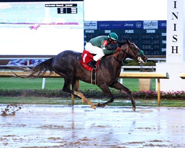 Girls Are Tuffer - Horse Profile - BloodHorse