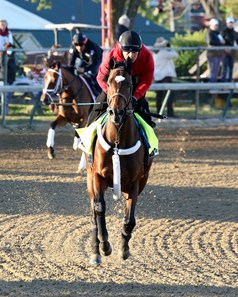 Raise Cain - Horse Profile - BloodHorse