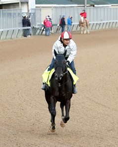 Mandarin Hero (JPN) - Horse Profile - BloodHorse