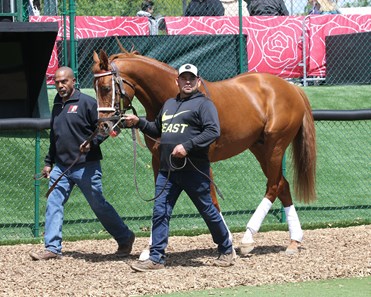 Rich Strike - Horse Profile - BloodHorse