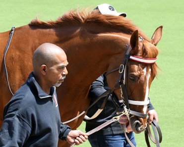 Rich Strike - Horse Profile - BloodHorse