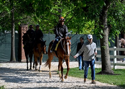 Mage - Horse Profile - BloodHorse