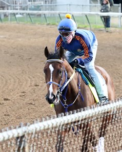 Lord Miles - Horse Profile - BloodHorse