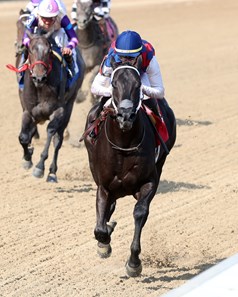 Go Otto Go - Horse Profile - BloodHorse