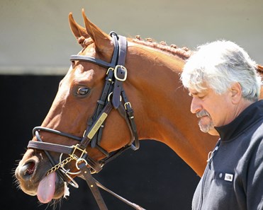 Disarm - Horse Profile - BloodHorse