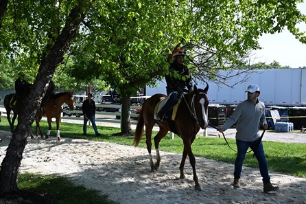 Mage - Horse Profile - BloodHorse