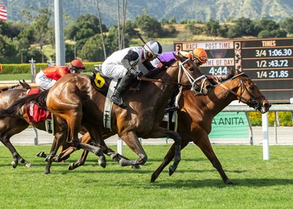 Teena Ella - Horse Profile - BloodHorse