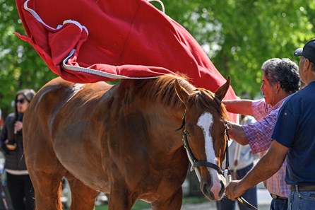Mage - Horse Profile - BloodHorse