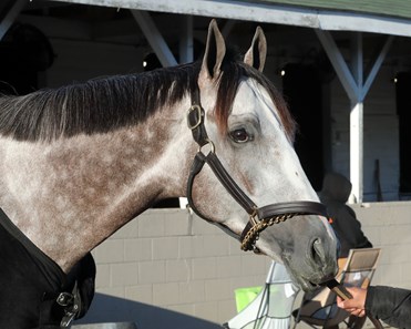 Tapit Trice - Horse Profile - BloodHorse