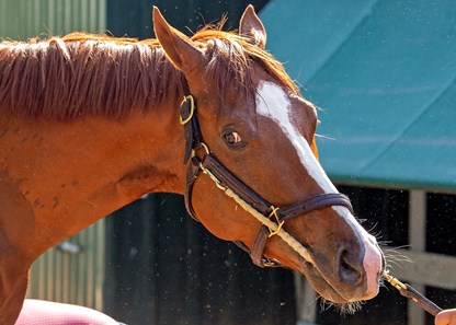 Mage - Horse Profile - BloodHorse