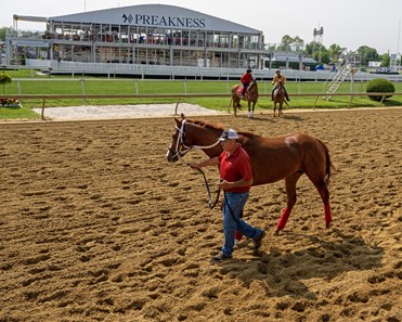 Mage - Horse Profile - BloodHorse