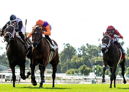 Teena Ella - Horse Profile - BloodHorse