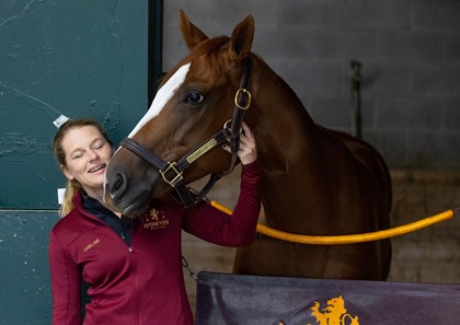 Sibelius - Horse Profile - BloodHorse