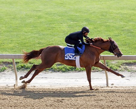 Arrogate Filly Fastest in Final F-T May Under Tack Show - BloodHorse