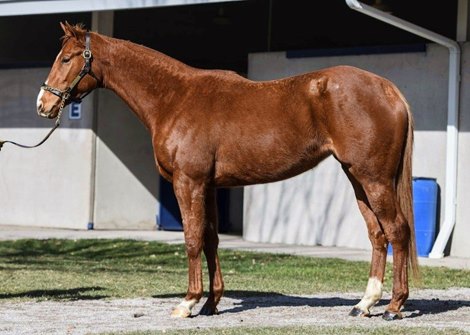 Wanamaker's May Catalog Available Online - BloodHorse