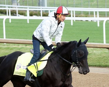 Mandarin Hero (JPN) - Horse Profile - BloodHorse