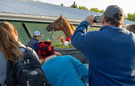 Red Route One - Horse Profile - BloodHorse