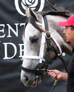 Tapit Trice - Horse Profile - BloodHorse