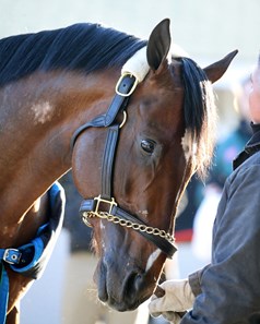 Raise Cain - Horse Profile - BloodHorse